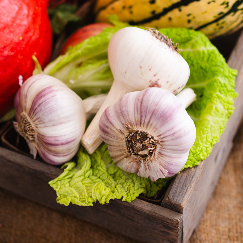 Garlic – The Honest Farmer