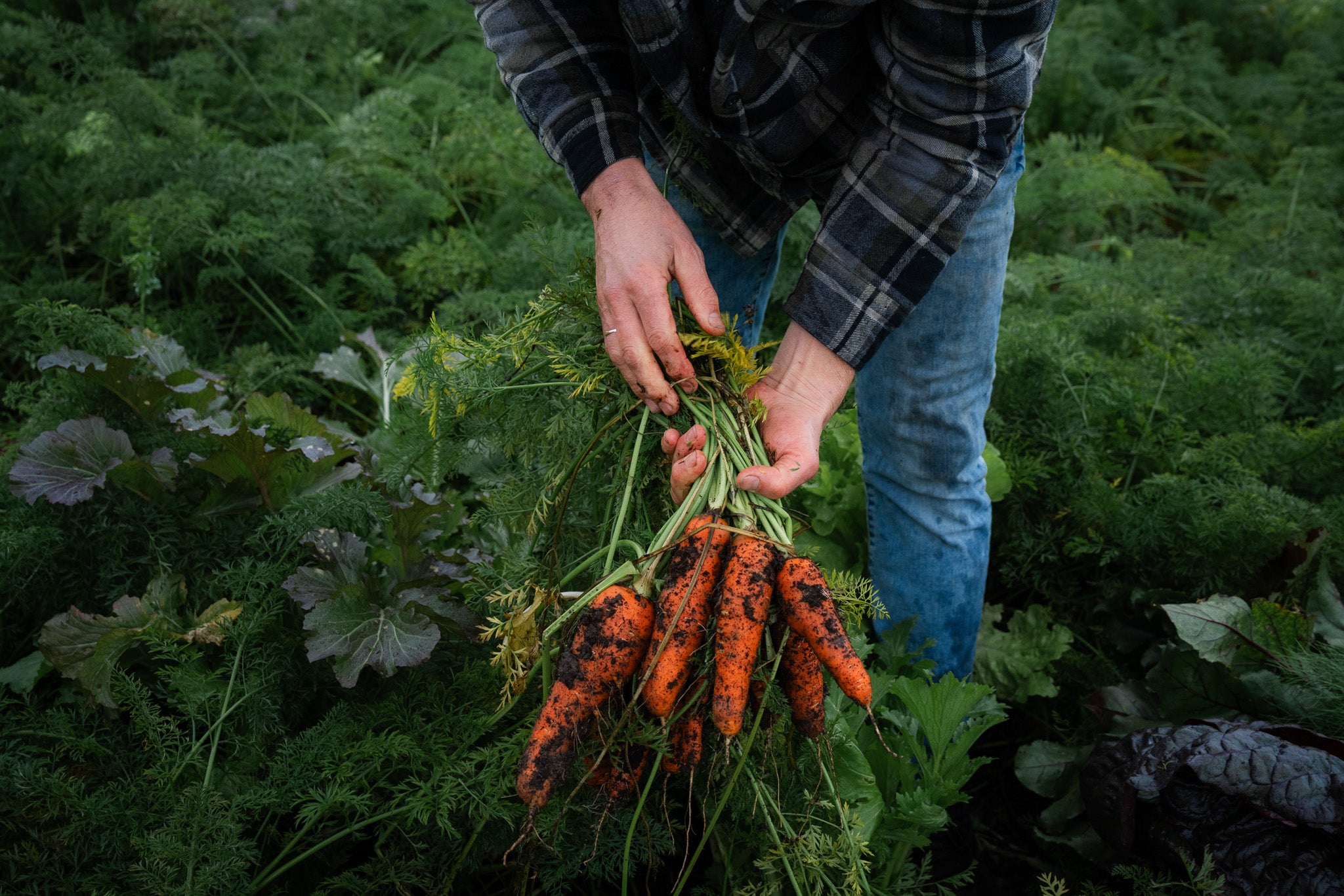 The Honest Farmer