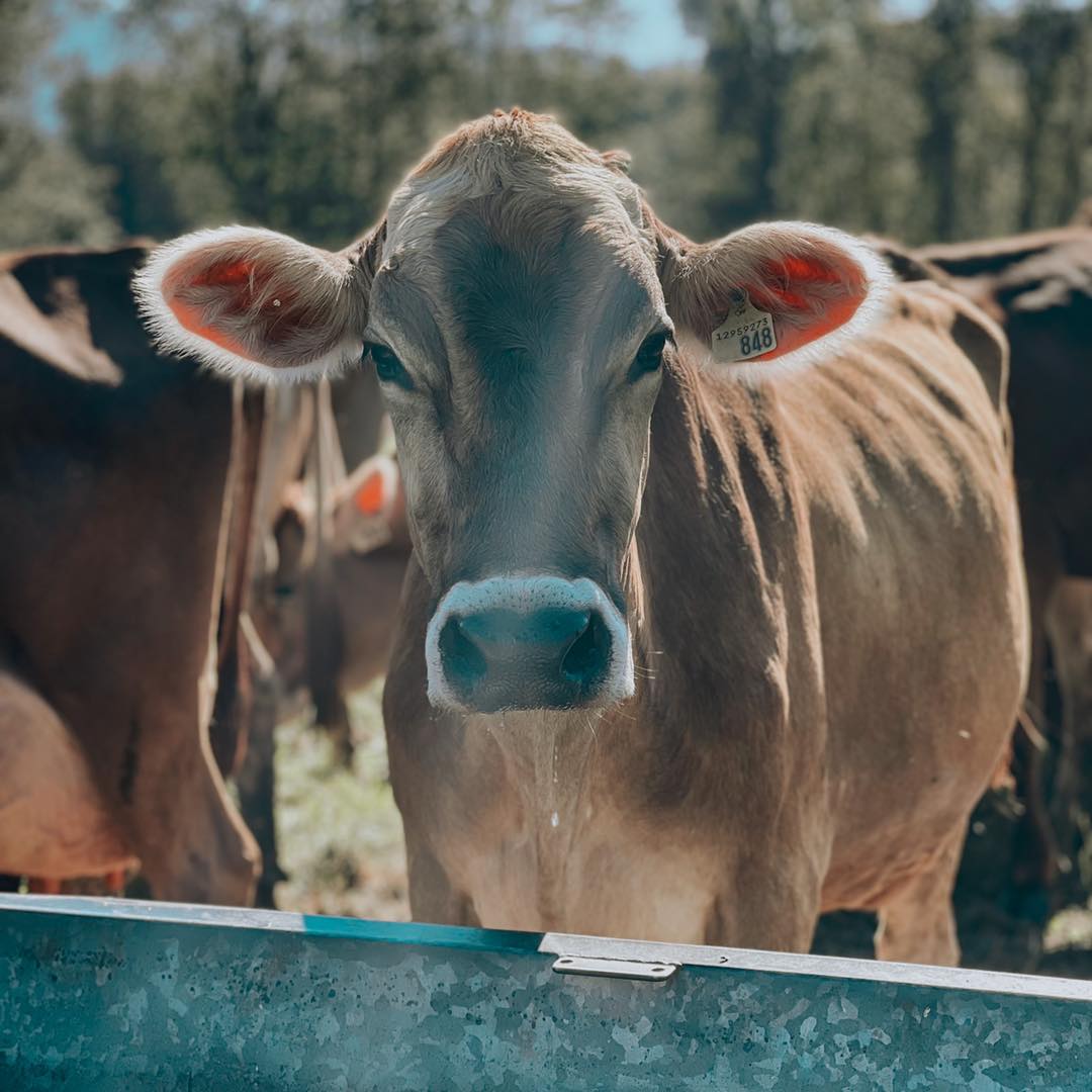 The Honest Farmer